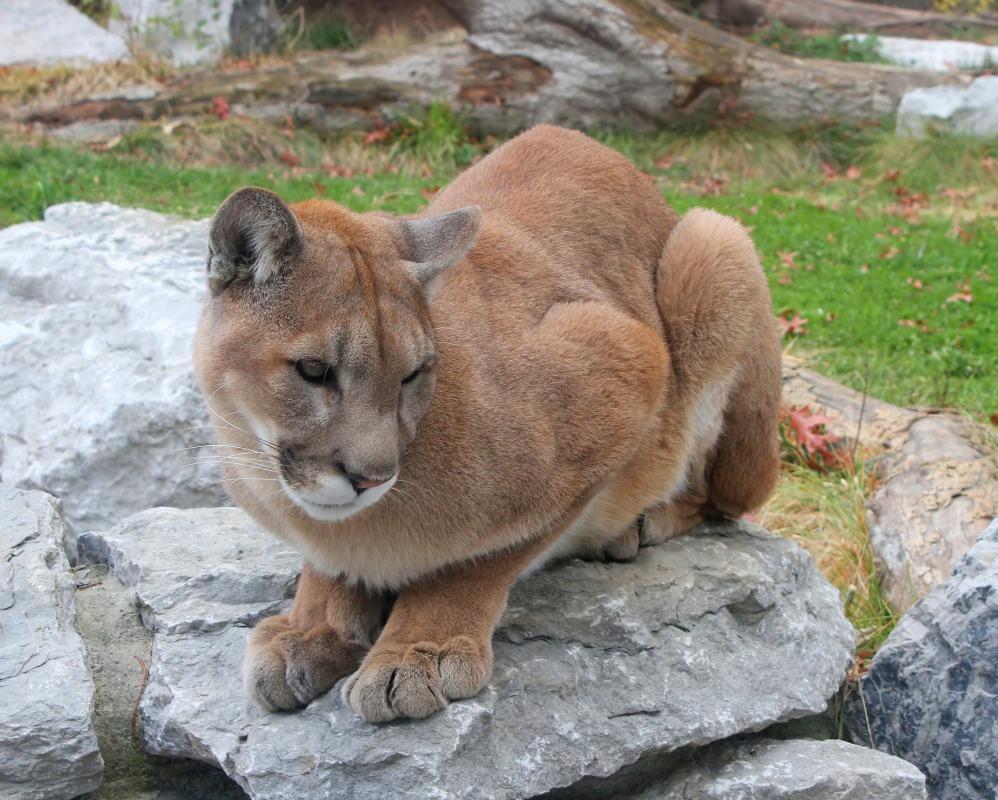 Dove vive il puma? Habitat e curiosità