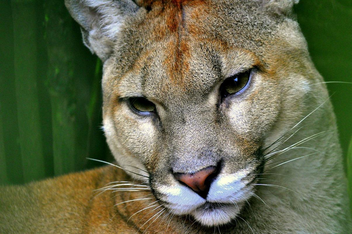 Dove vive il puma? Habitat e curiosità