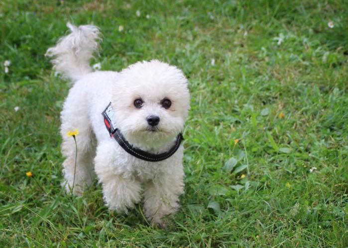 + Di 15 Razze di cani Mini TOY: Caratteruistiche e curiosità