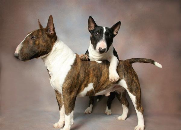 + Di 15 Razze di cani Mini TOY: Caratteruistiche e curiosità