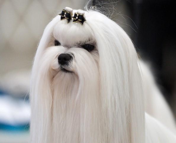 + Di 15 Razze di cani Mini TOY: Caratteruistiche e curiosità