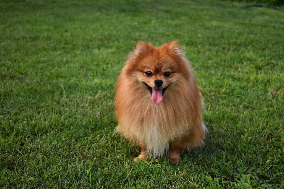 + Di 15 Razze di cani Mini TOY: Caratteruistiche e curiosità