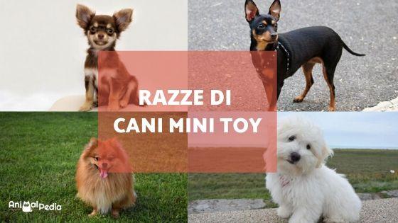 + Di 15 Razze di cani Mini TOY: Caratteruistiche e curiosità
