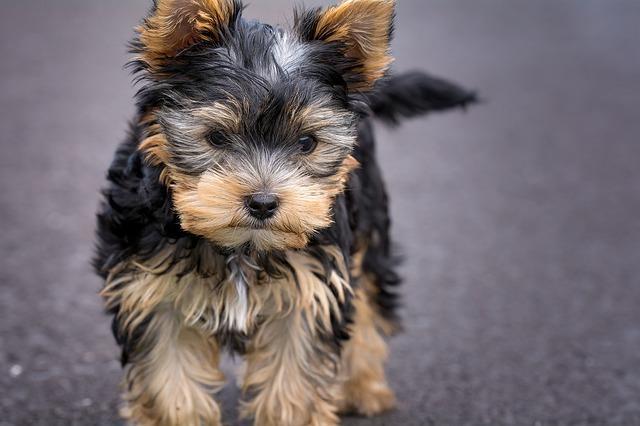 + Di 15 Razze di cani Mini TOY: Caratteruistiche e curiosità