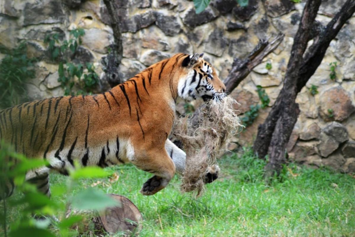 Quanto pesa una tigre? Caratteristiche e curiosità