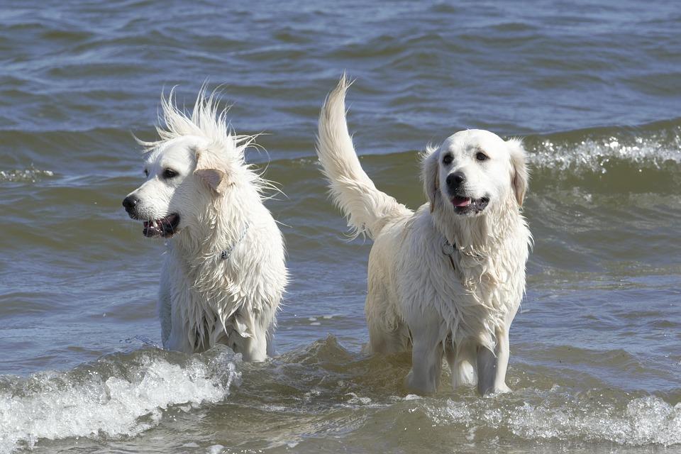 Golden Retriever: 10 curiosità e pregi della razza