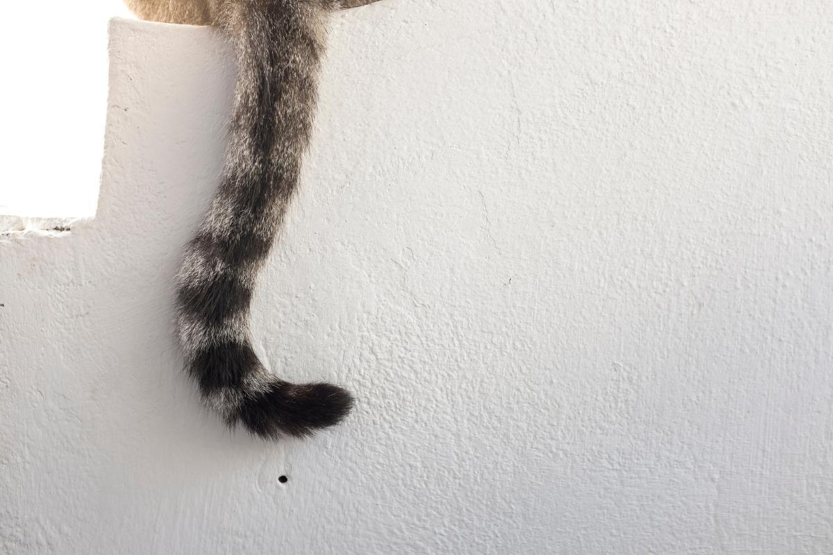 Cosa significa quando il gatto muove la punta della coda