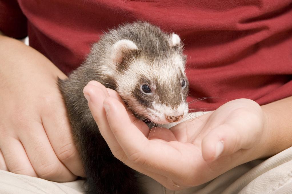 Il furetto come animale domestico