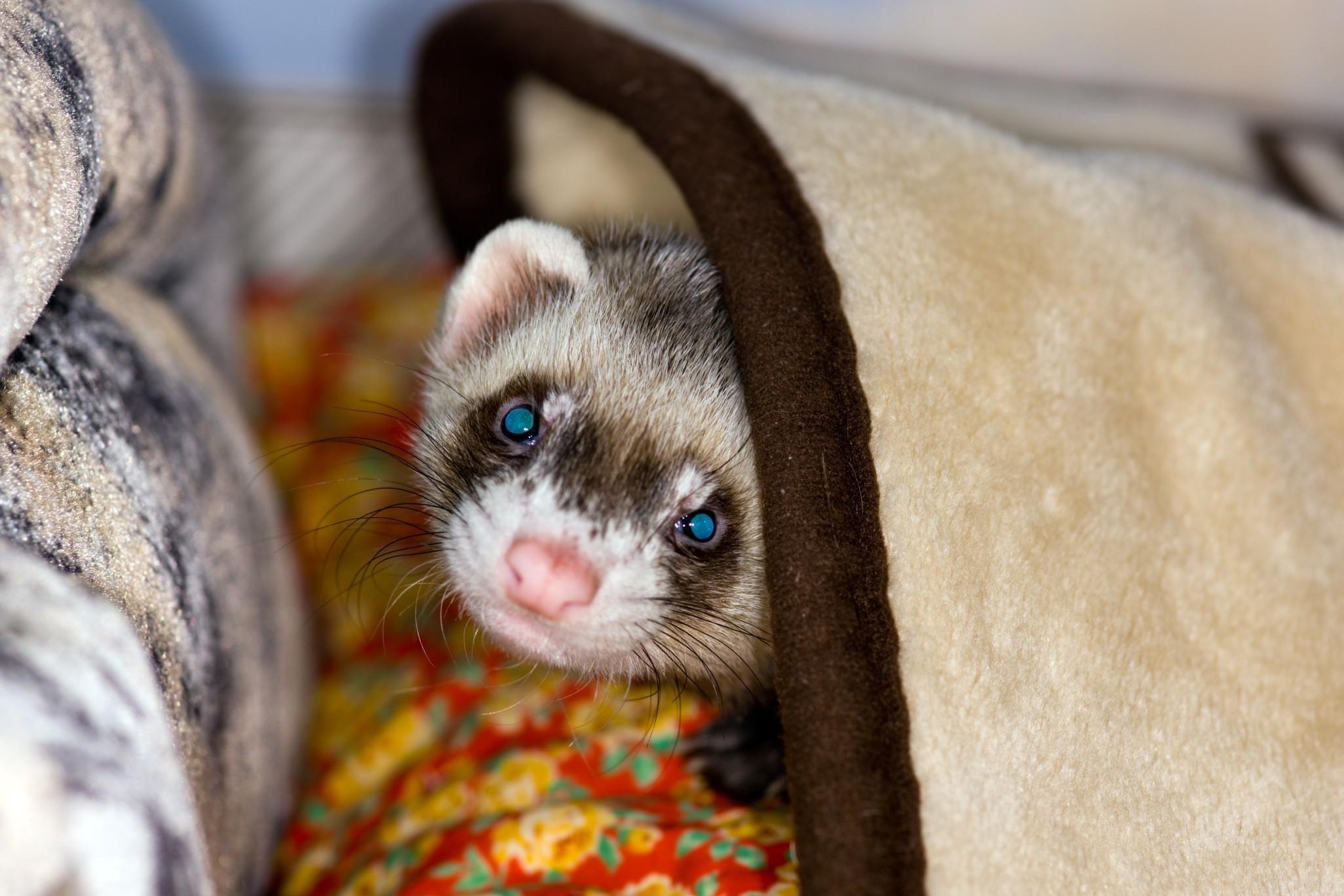 Il furetto come animale domestico