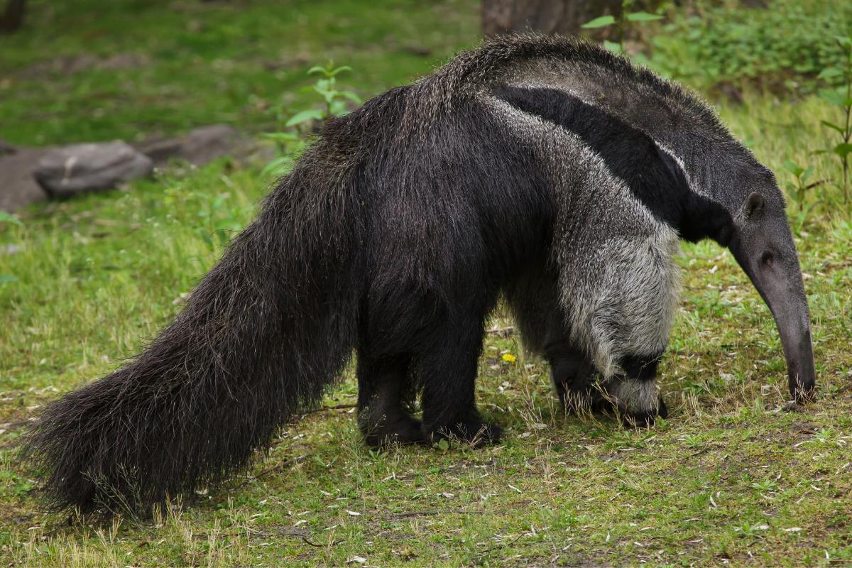 8 Animali che mangiano le formiche – Nomi con FOTO!