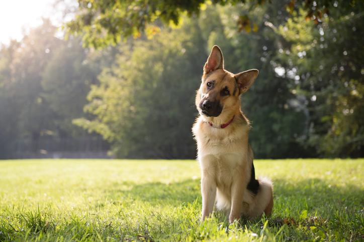 Osteosarcoma nel cane: sintomi e sopravvivenza
