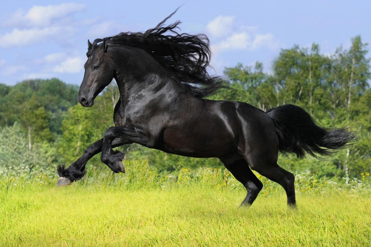 La TOP 10 definitiva degli animali più belli del mondo