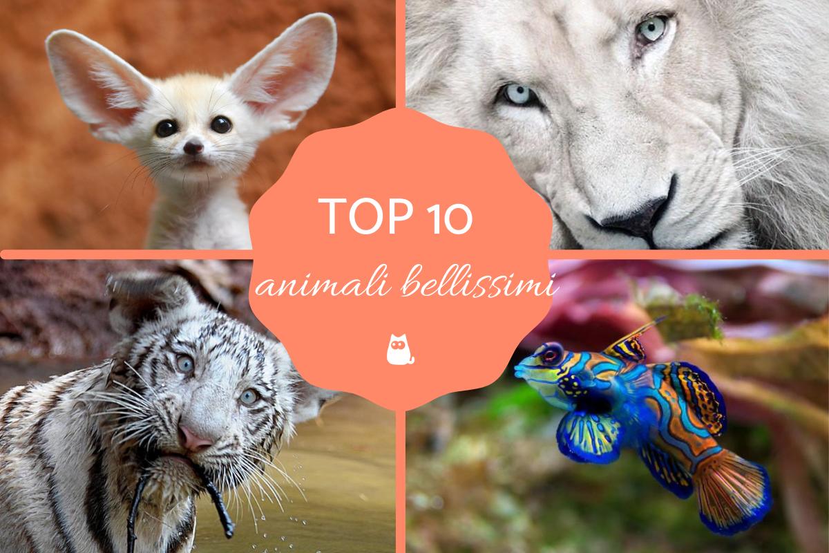 La TOP 10 definitiva degli animali più belli del mondo