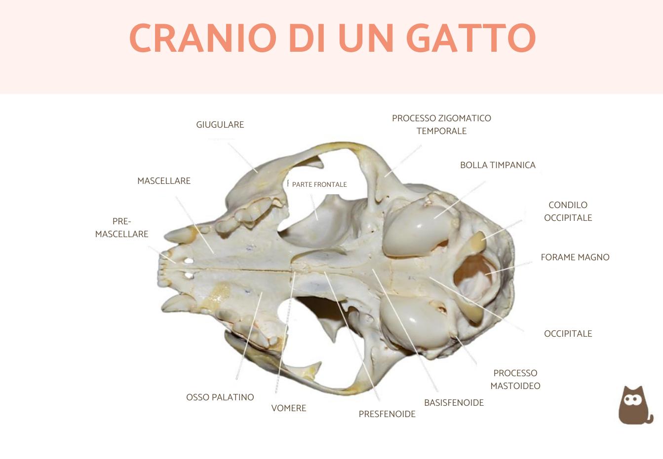 Cranio del gatto e anatomia delle sue parti - Schema