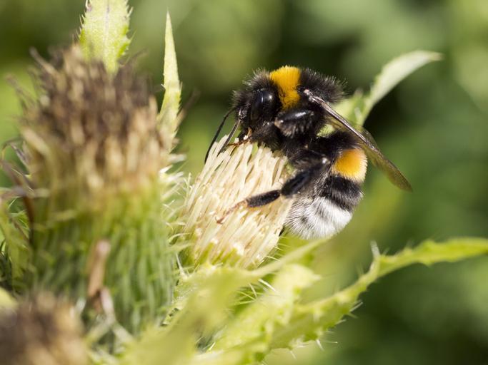 Il bombo punge? Tutto sopra la sua puntura