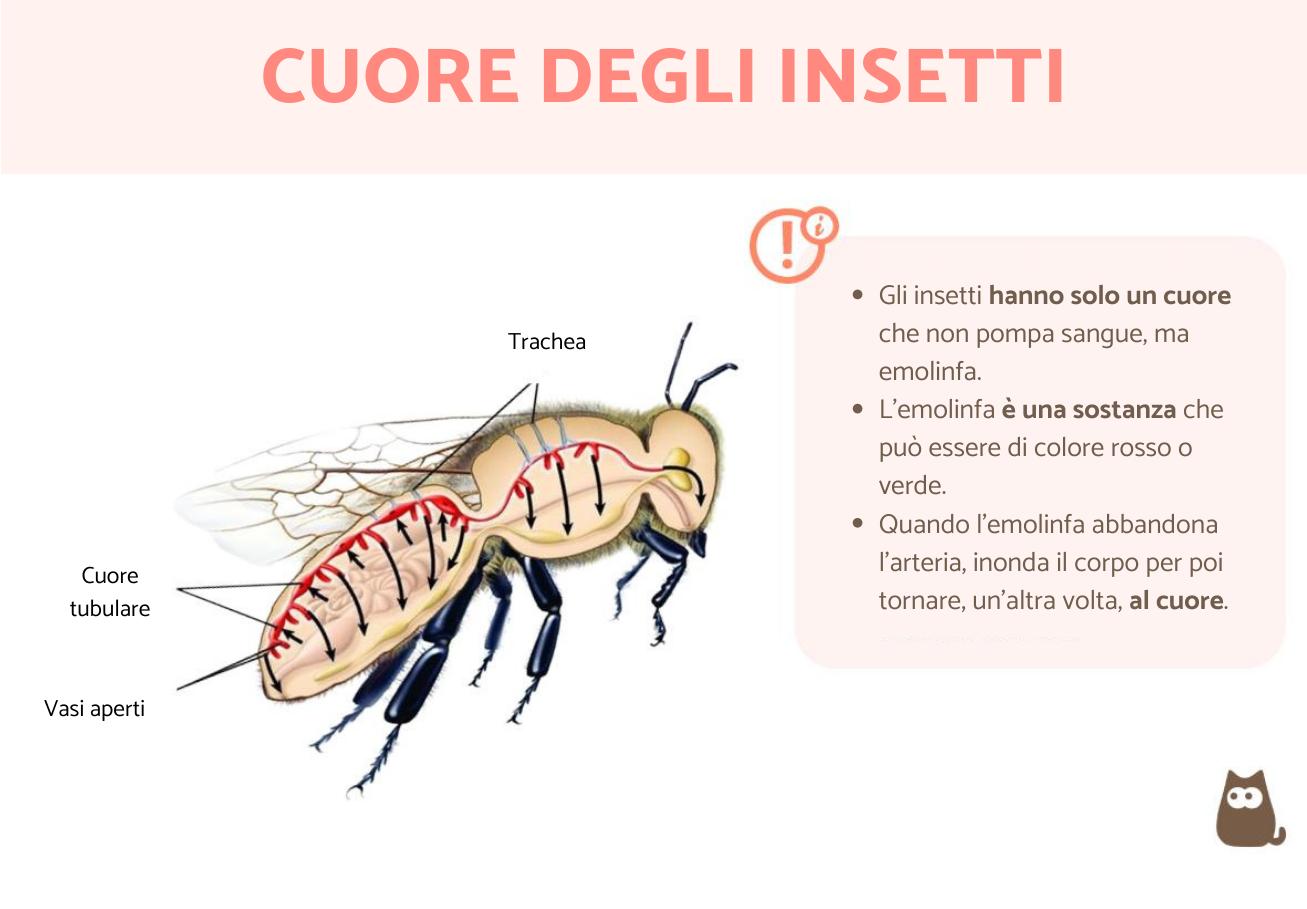 Gli insetti hanno il cuore? Sì!