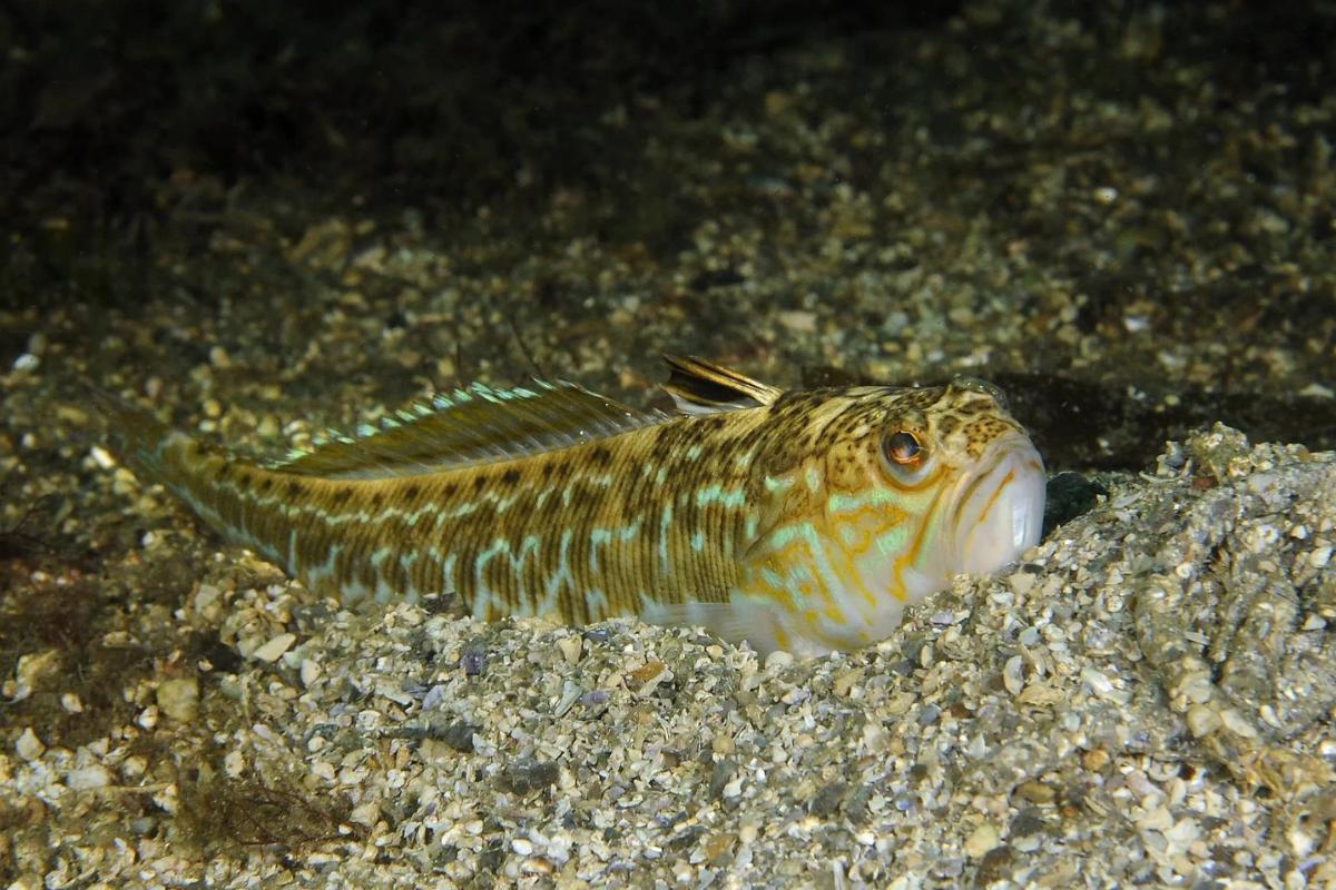 Dove si trova la tracina? - Guida completa sul pesce ragno