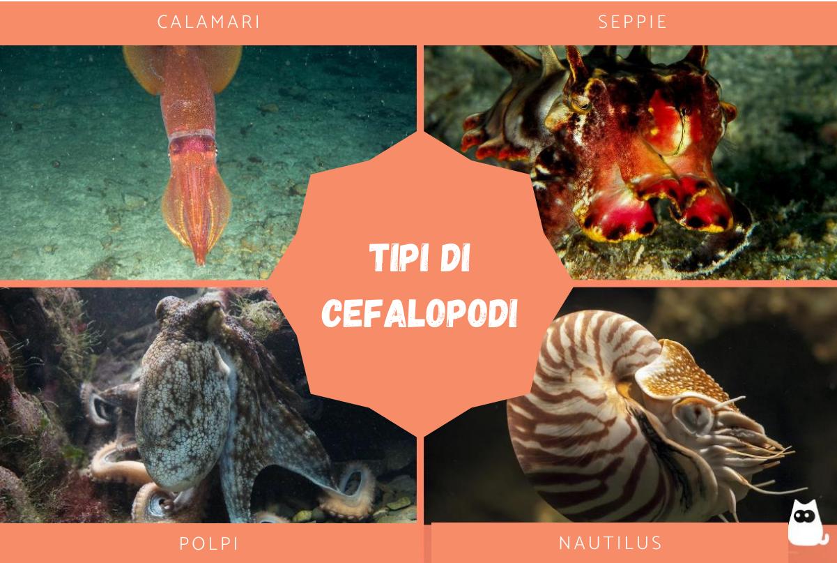 Cefalopodi: Significato, esempi e caratteristiche