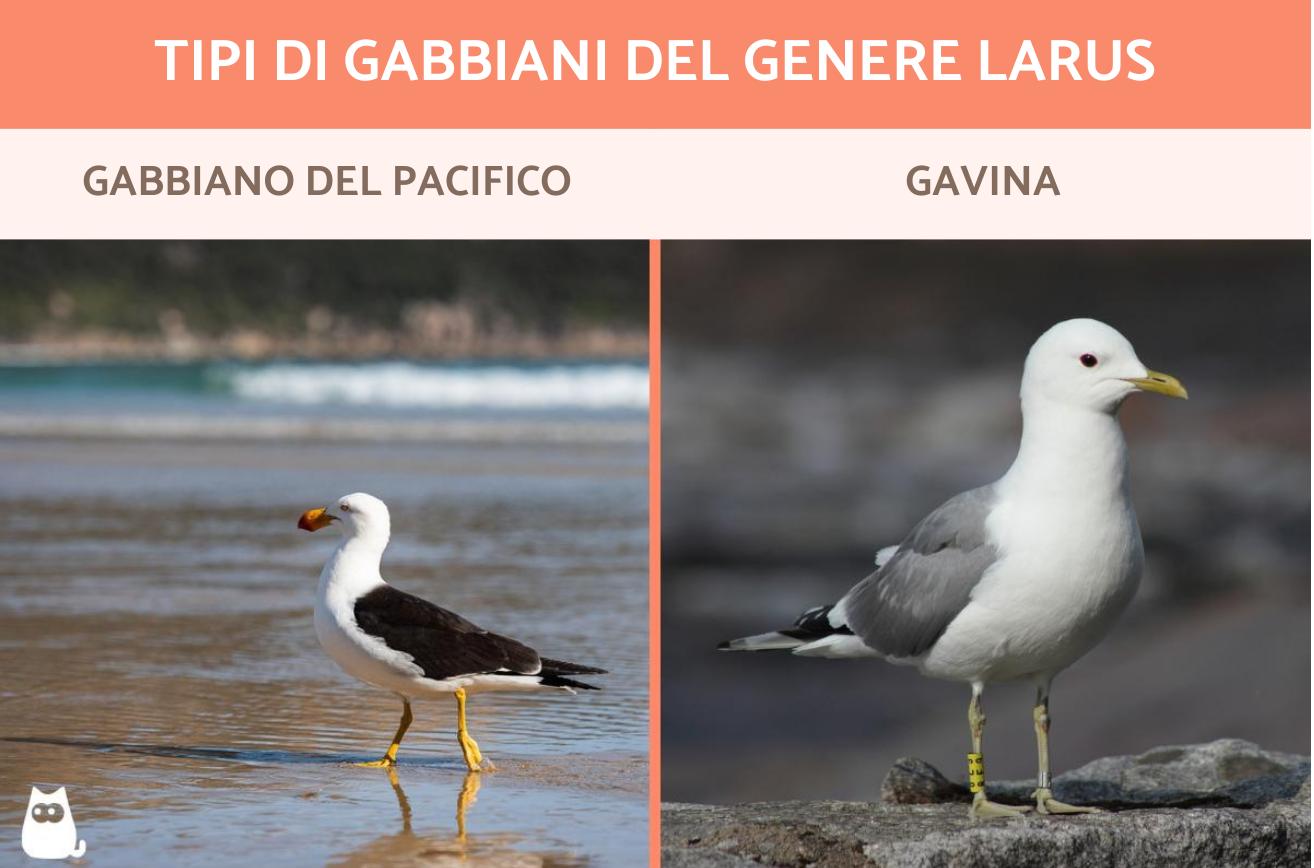 +10 Tipi di gabbiani - Nomi e specie!