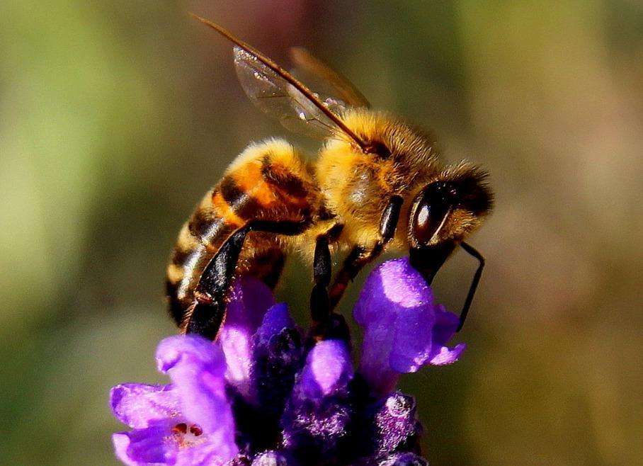 Tutte le DIFFERENZE tra ape e vespa - Morfologia, alimentazione ...