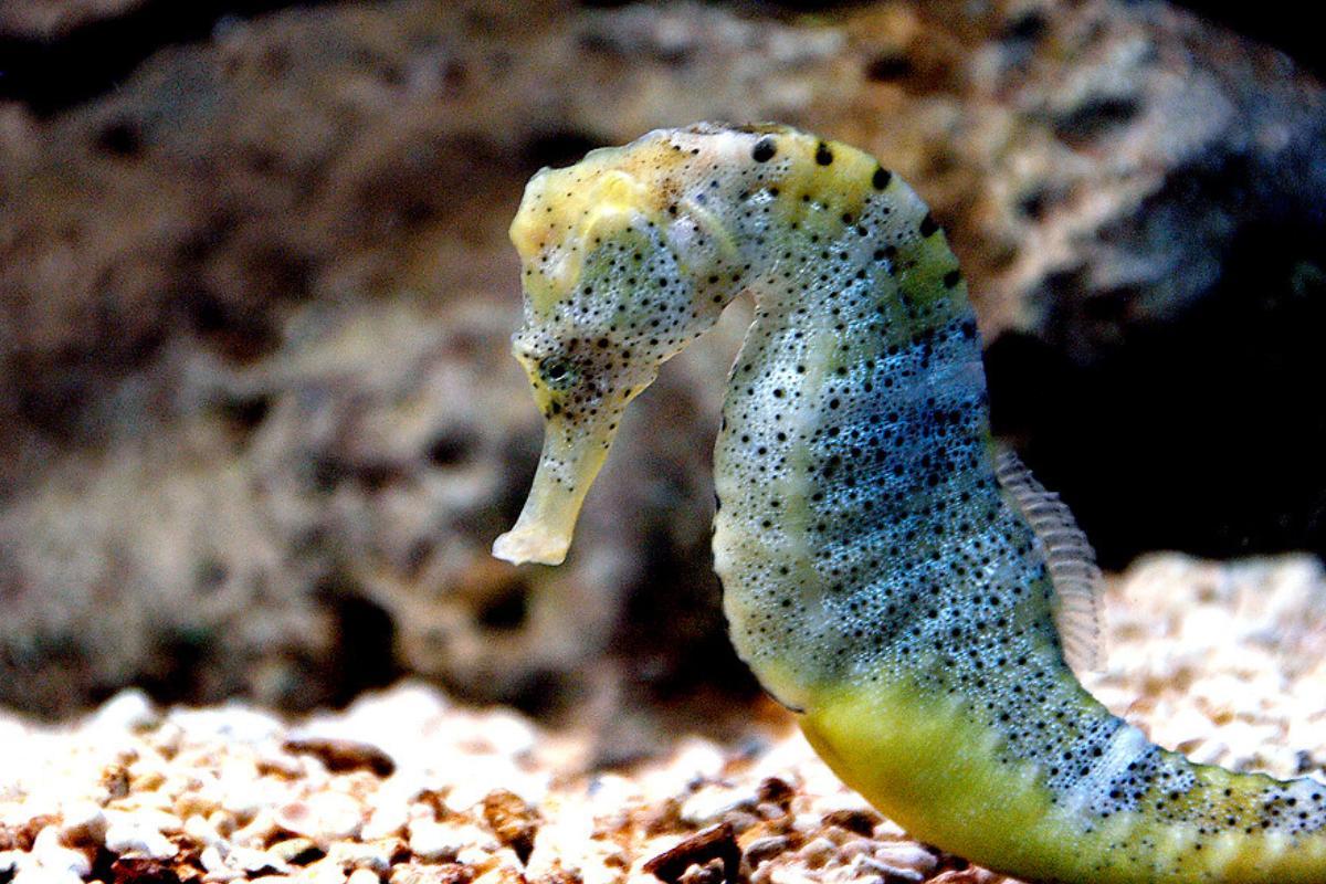Il cavalluccio marino è un pesce?