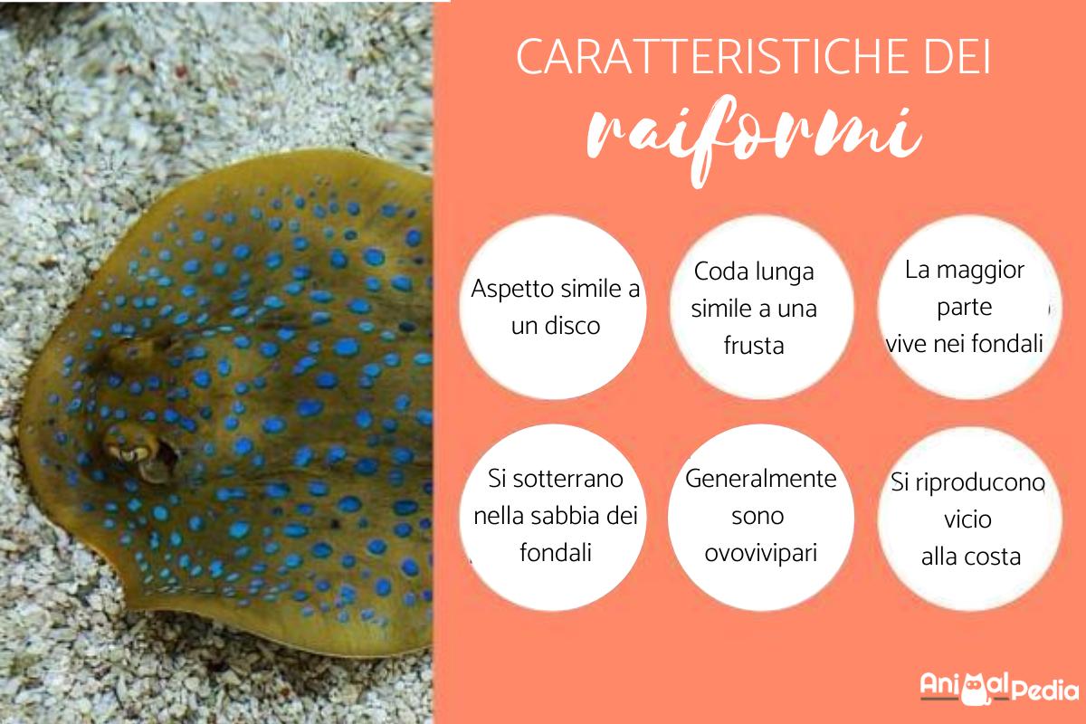 Pesce RAZZA e raiformi: Caratteristiche, tipi e tassonomia