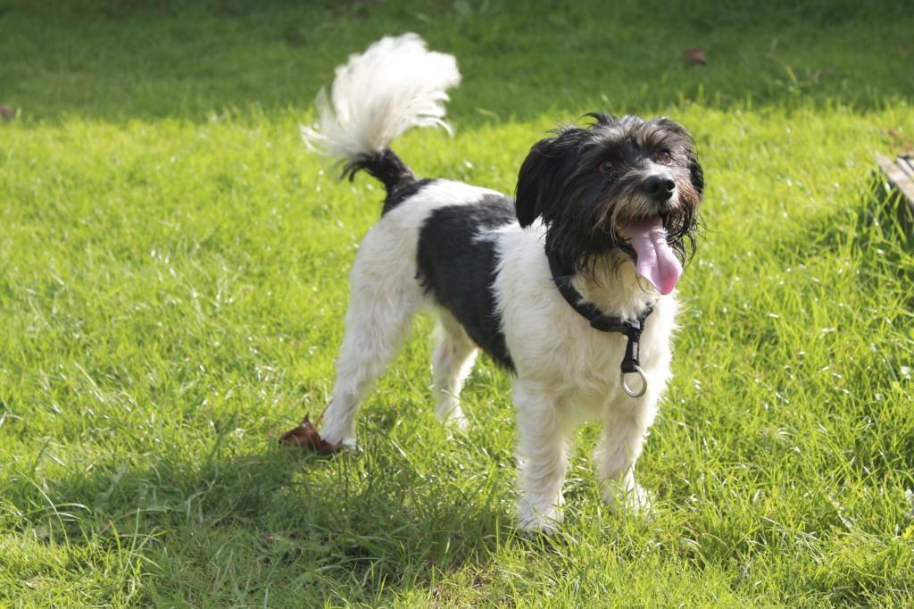 Movimenti della coda del cane: come interpretarli? - Guida completa