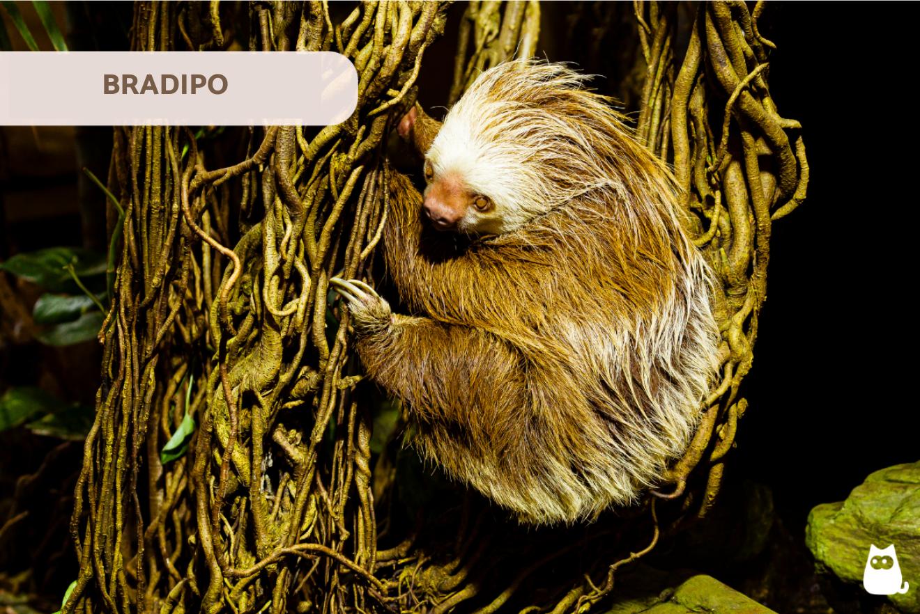 60 Animali della Foresta Pluviale - Caratteristiche e FOTO