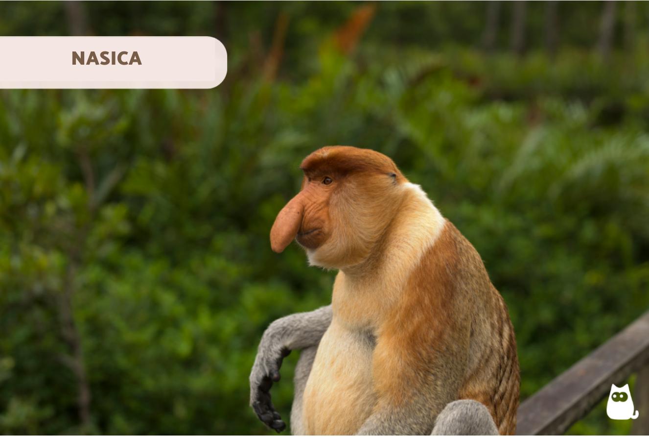 60 Animali della Foresta Pluviale - Caratteristiche e FOTO
