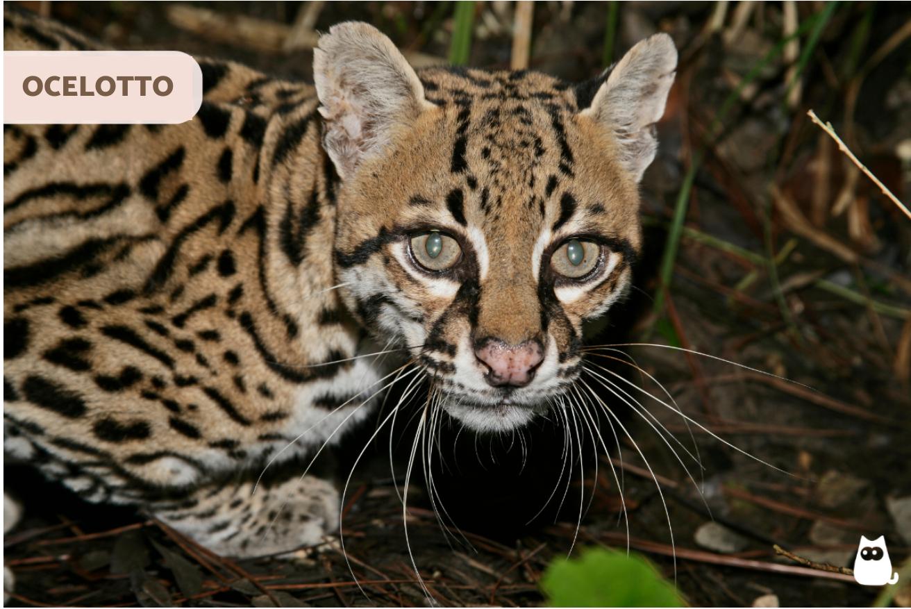 60 Animali della Foresta Pluviale - Caratteristiche e FOTO