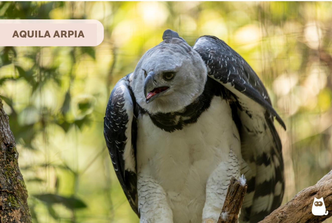 60 Animali della Foresta Pluviale - Caratteristiche e FOTO