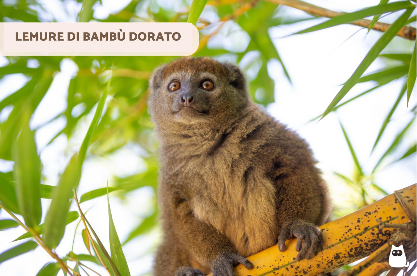 60 Animali della Foresta Pluviale - Caratteristiche e FOTO
