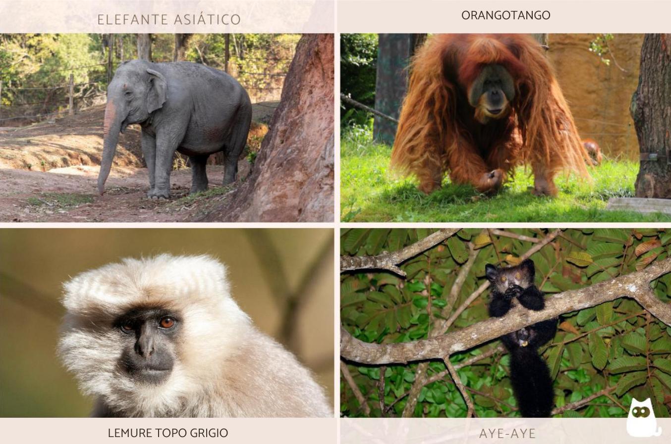 60 Animali della Foresta Pluviale - Caratteristiche e FOTO