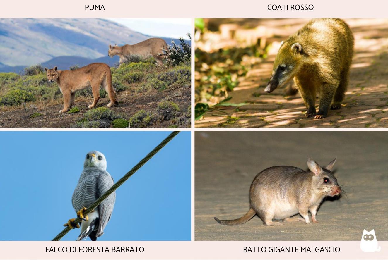 60 Animali della Foresta Pluviale - Caratteristiche e FOTO