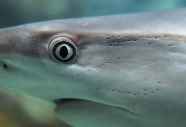 Classificazione degli animali vertebrati: Caratteristiche e curiosità