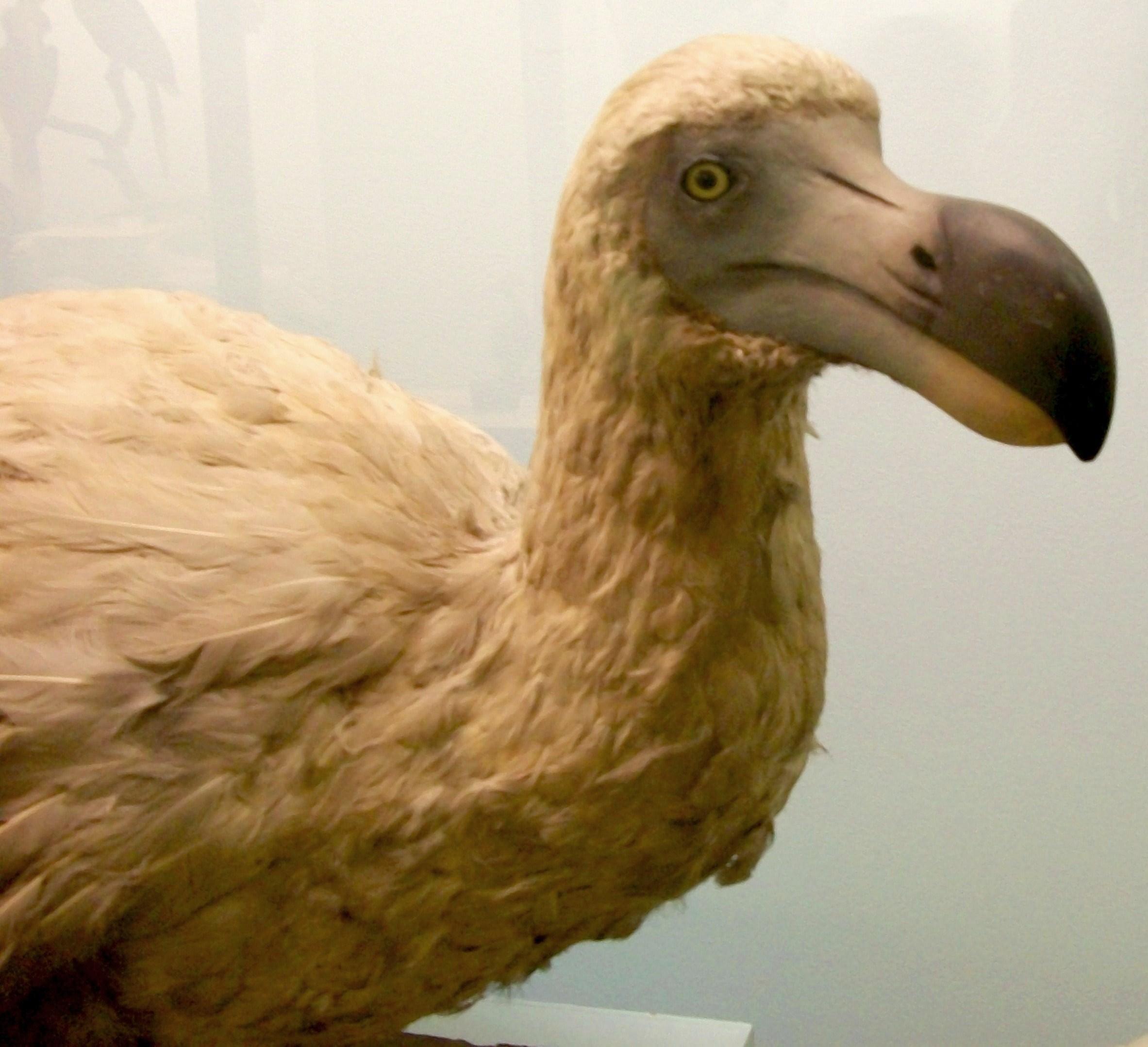 Perché il dodo si è estinto?