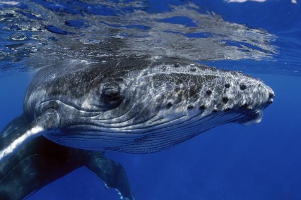7 Curiosità sulle BALENE: Scoprine ordine, tipi e FOTO