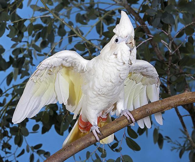 Tipi di pappagallo – Caratteristiche, nomi e foto (Guida Completa)