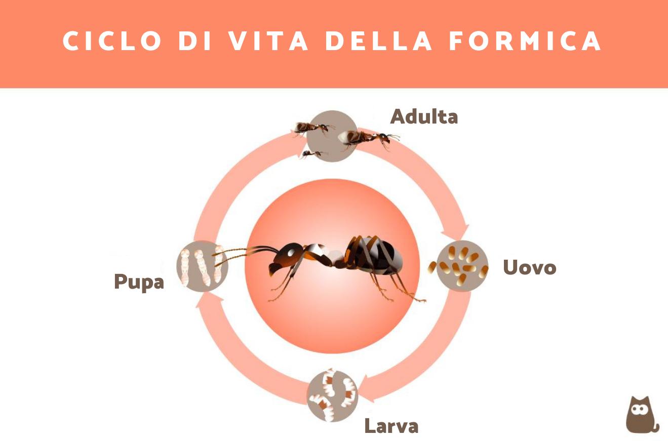 Quanto vive una formica? Vita media formiche regina, operaia e altre