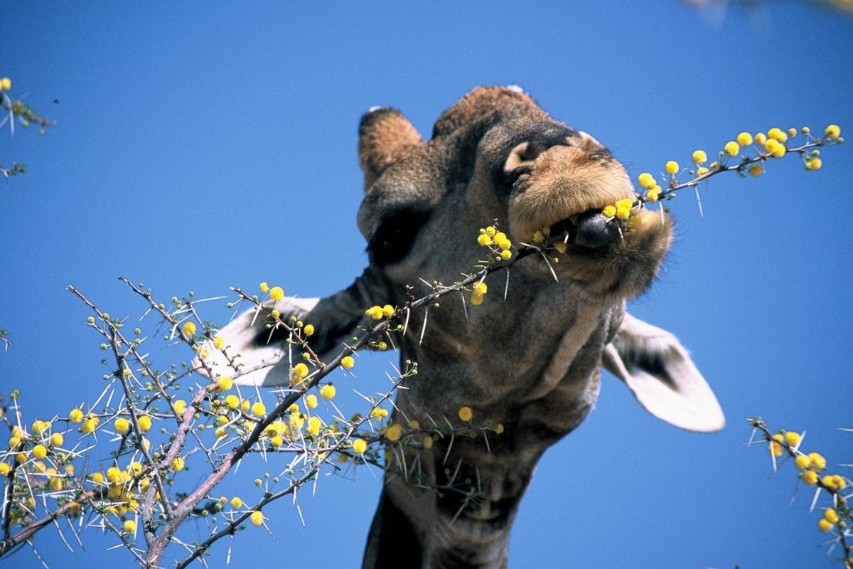 Lingua della giraffa: colore e lunghezza