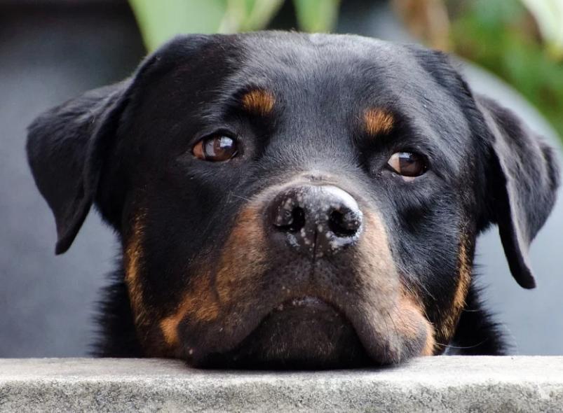 Muso GONFIO nel CANE- Cause e cura