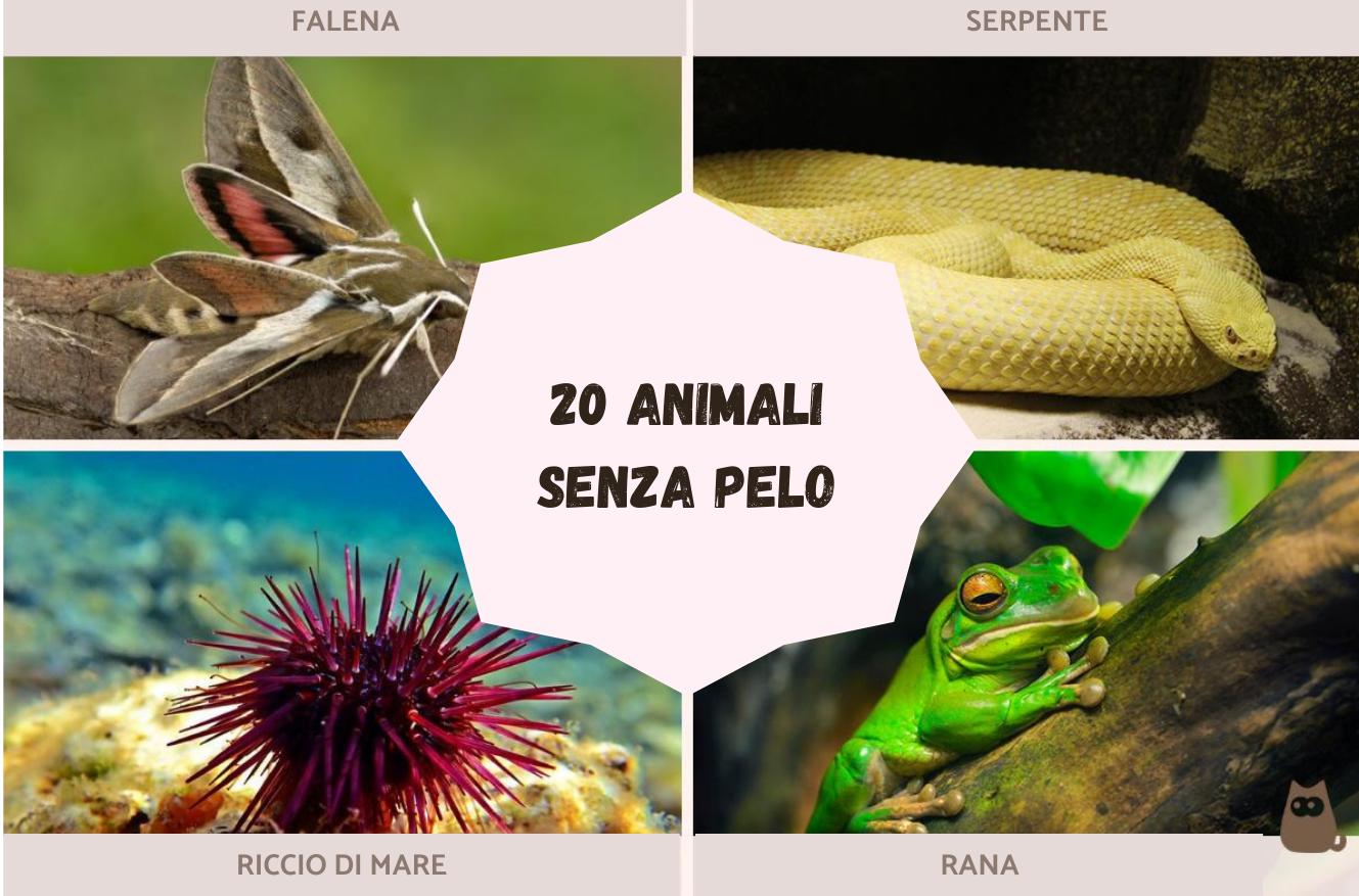 20 Animali senza pelo - Nomi e FOTO!
