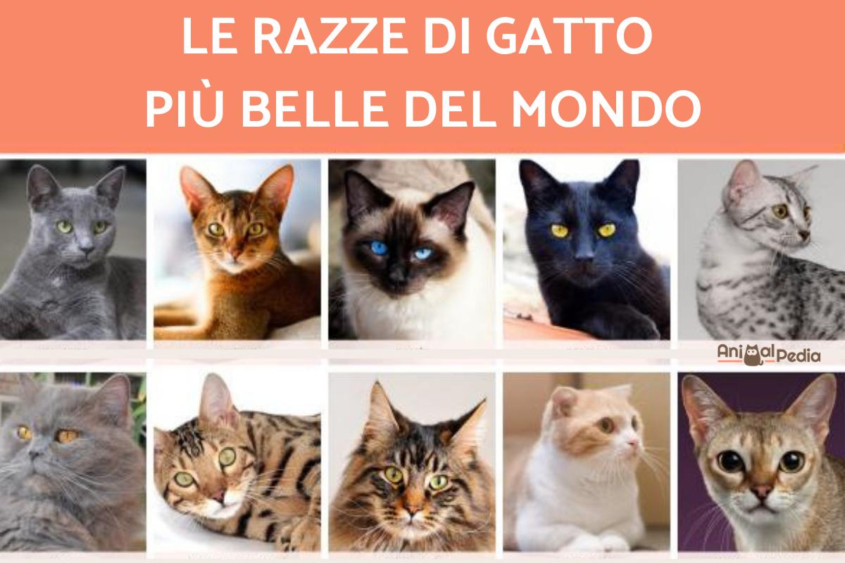 I 10 gatti PIÚ BELLI del mondo