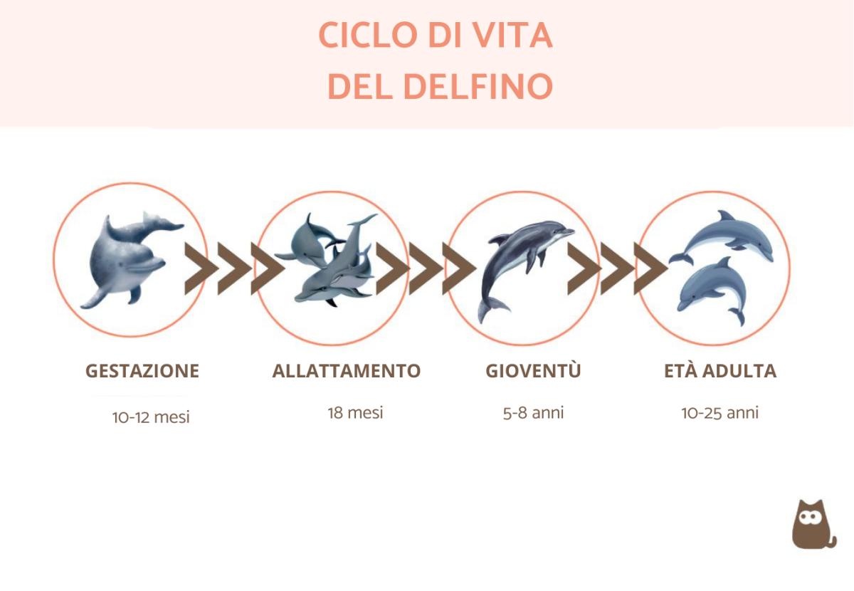 Quanto vive un delfino? - Ciclo di vita completo