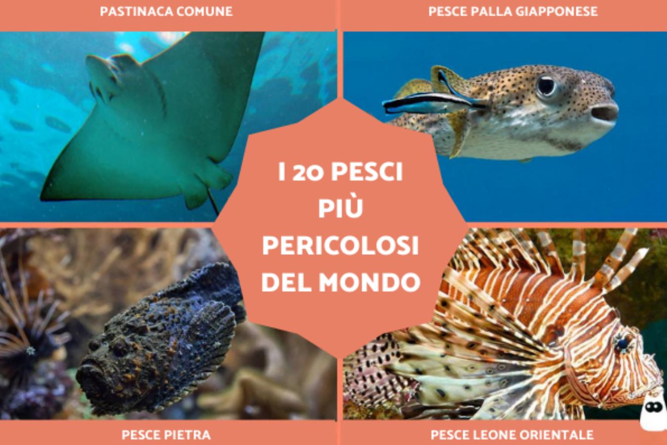 I 20 pesci più pericolosi del mondo - Nomi e immagini
