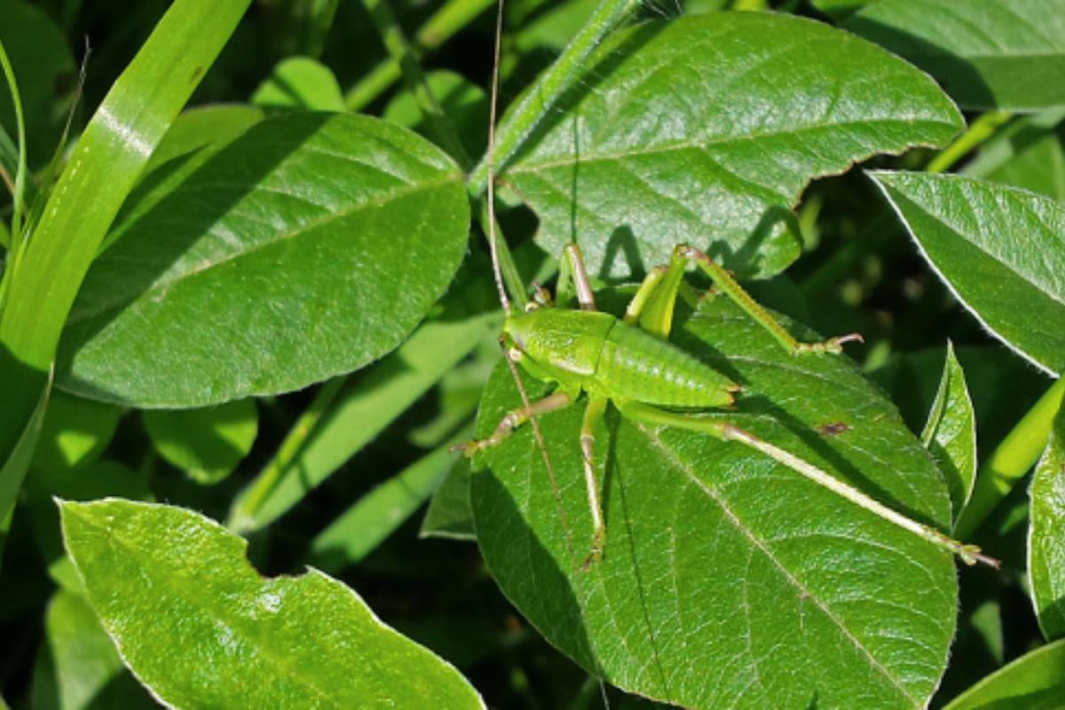 17 Tipi di cavallette - verdi e grandi con foto!