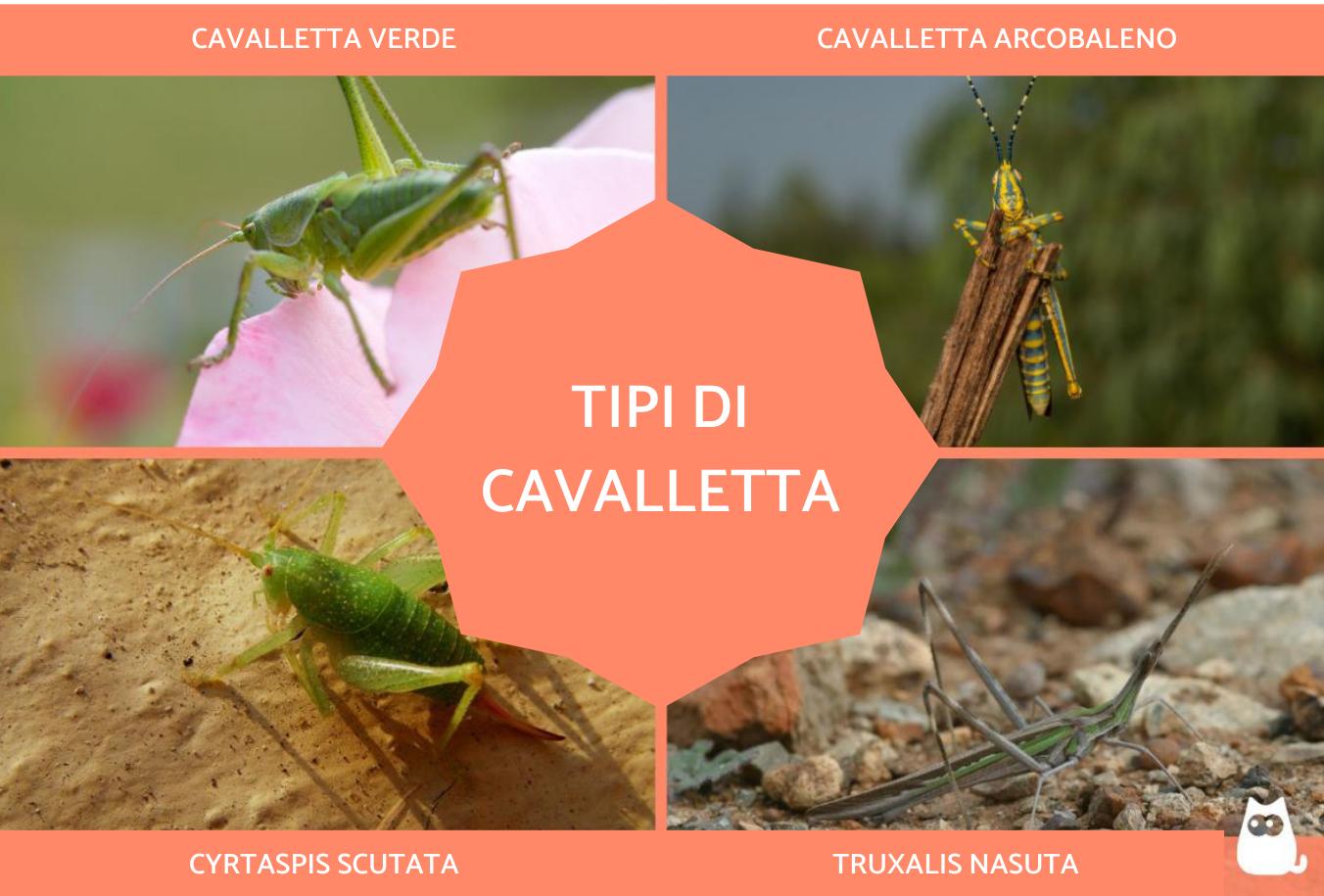 17 Tipi di cavallette - verdi e grandi con foto!
