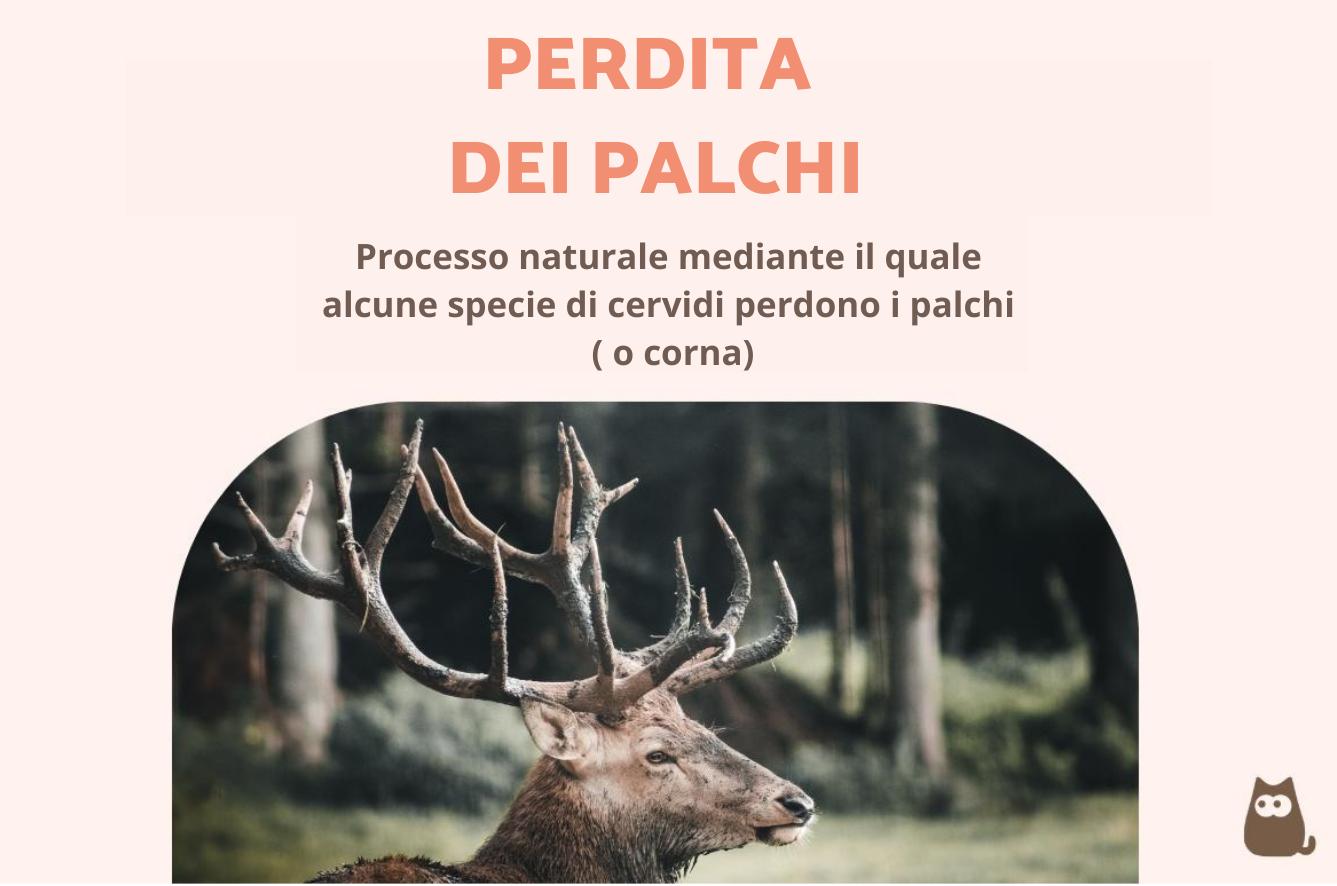 Palchi di cervo: quando cadono e perché non bisogna raccoglierli?