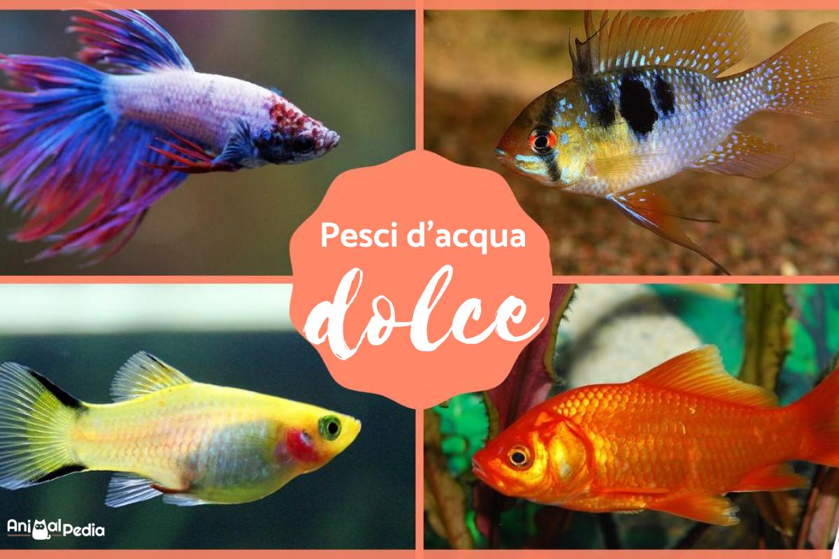 15+ Pesci d'acqua dolce per l'acquario - Tipi, nomi ed IMMAGINI