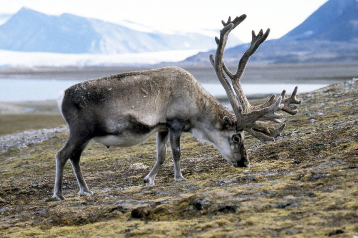 Dove vive il cervo? Scopri il suo habitat!